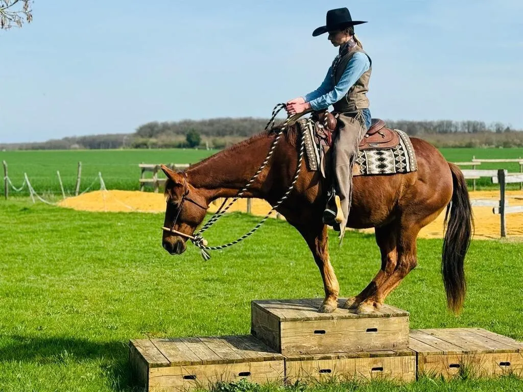 Beaumont-Pied-de-Bœuf - Un concours d’équitation western ce dimanche 5 ...
