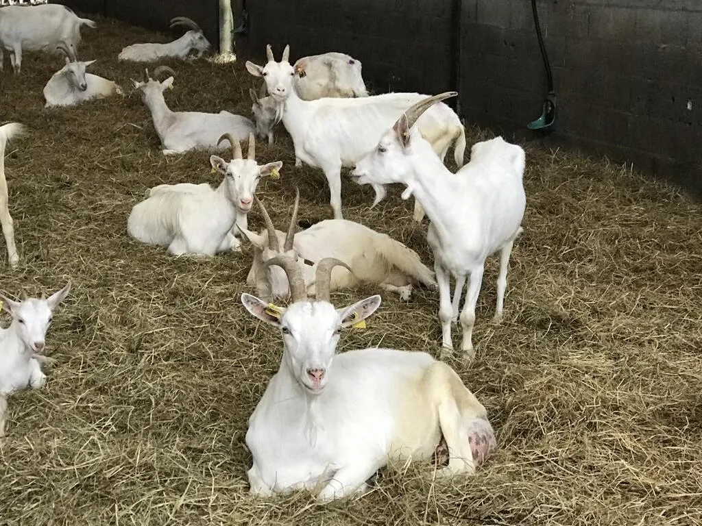 Une journée pour cerner les difficultés de l’agriculture paysanne bio ...