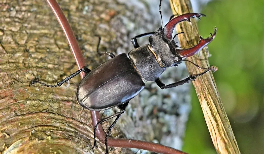 Biodiversité en Pays d’Auray. Connaissez-vous le lucane cerf-volant ...