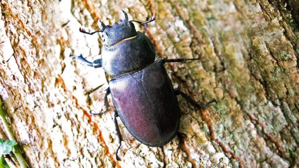 Biodiversité en Pays d’Auray. Connaissez-vous le lucane cerf-volant ...