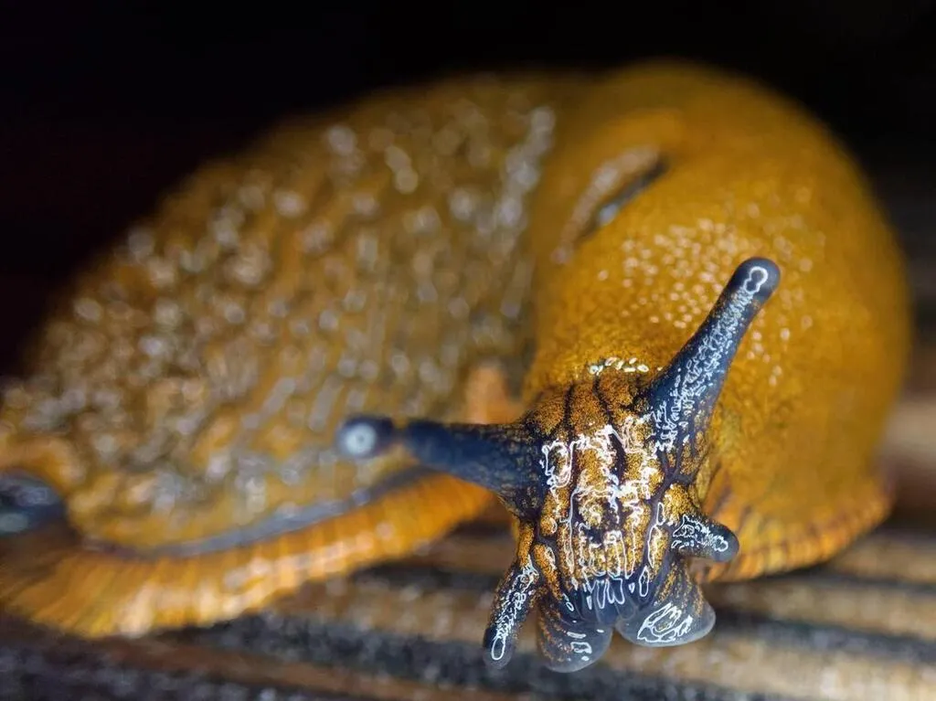 Manger des escargots est courant, mais peut-on aussi savourer… des ...