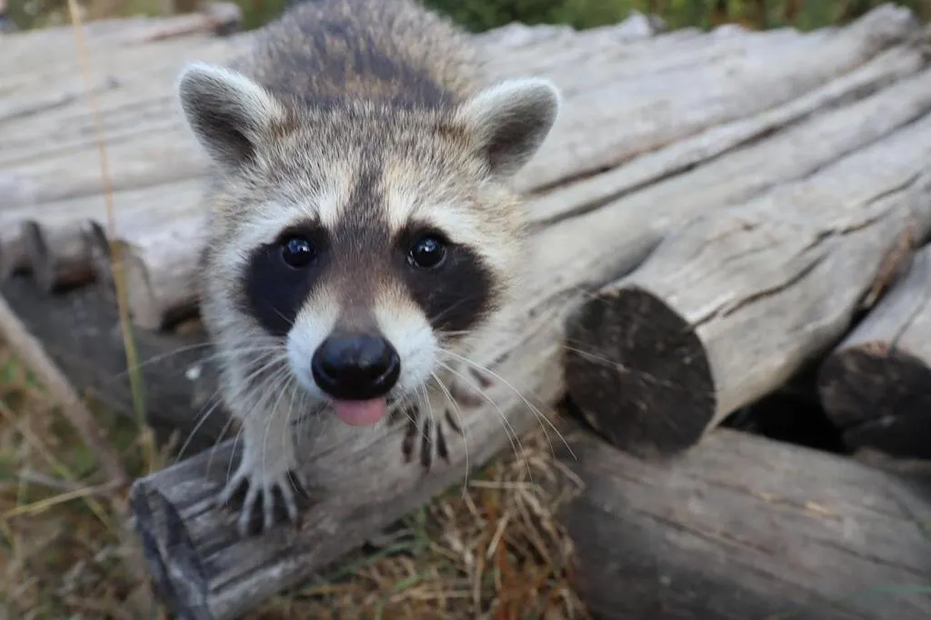 Foot : un raton laveur surnommé « Raquinho » fait irruption sur un ...