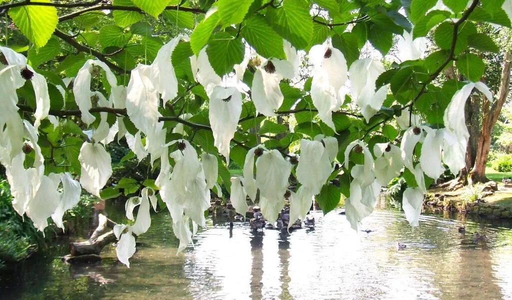 Voici sept arbres originaux pour un jardin pas comme les autres - Les ...