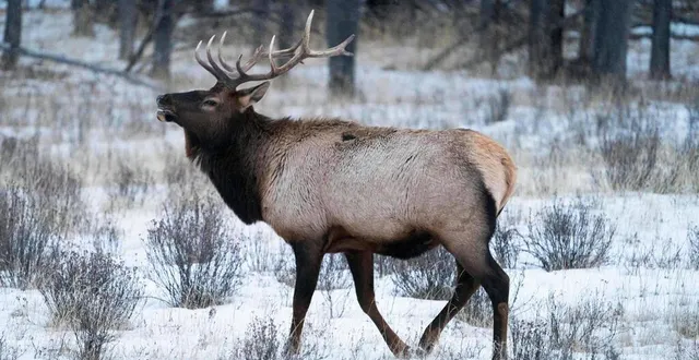En Alaska, un élan tue un habitant qui tentait de prendre en photo ses ...