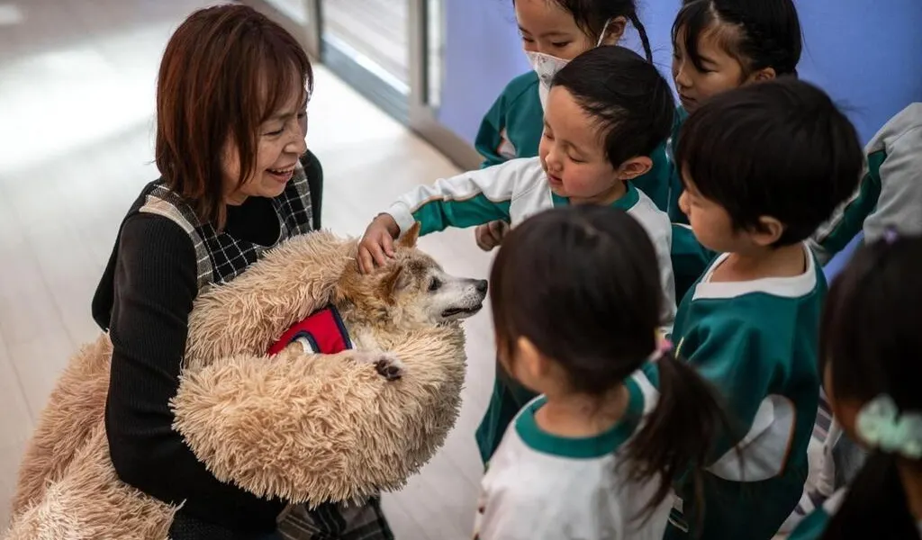 « La Mona Lisa de l’internet » : Kabosu, la chienne derrière le « Doge ...