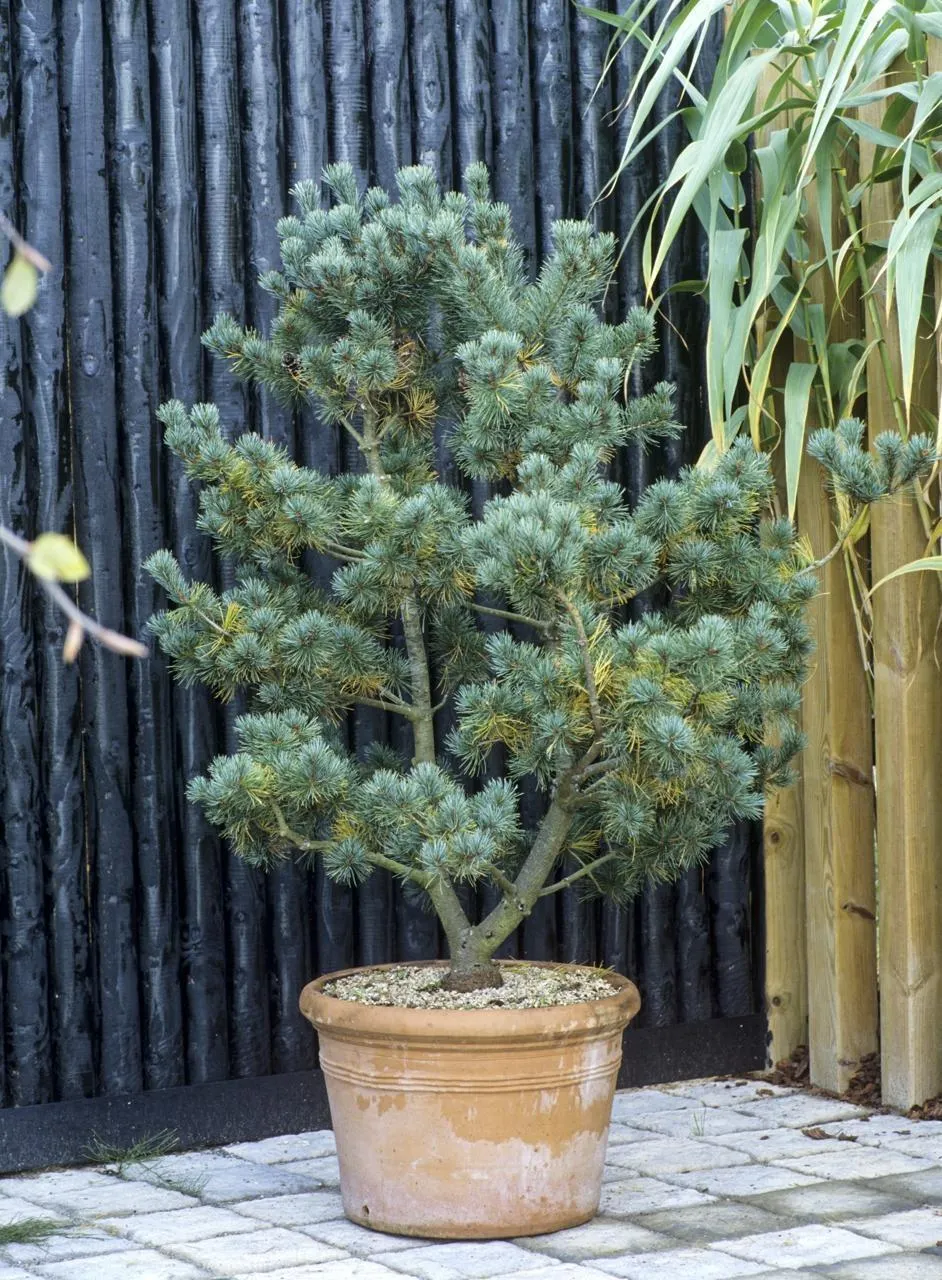 Cultiver des arbres en pot, c’est possible : voici nos conseils - Le ...