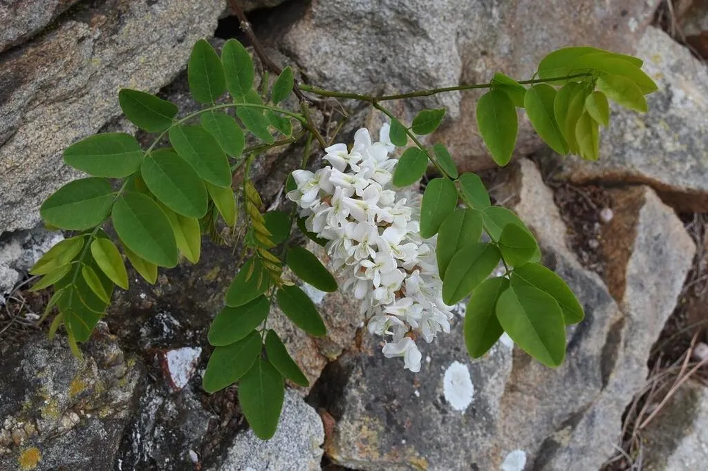 Biodiversité en pays d’Auray. Connaissez-vous… le robinier faux-acacia ...