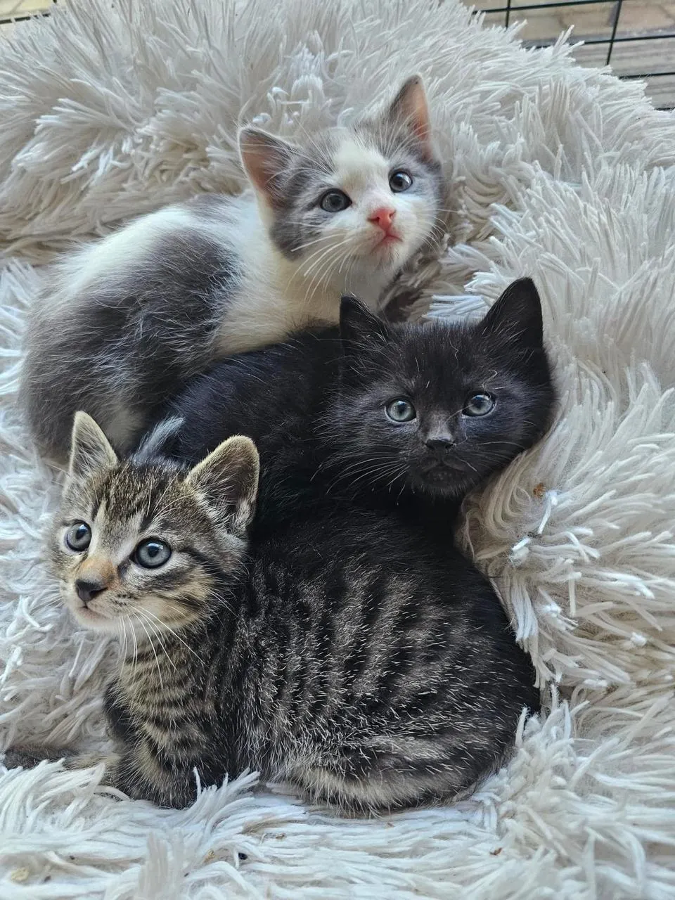 Les naissances de chatons explosent : Ti Chat 29 lance un appel aux ...