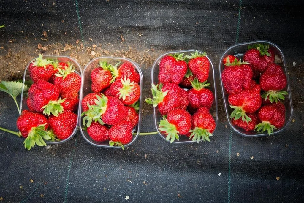 Fête des fraises, du beurre ou du lait bio : six sorties gourmandes en ...