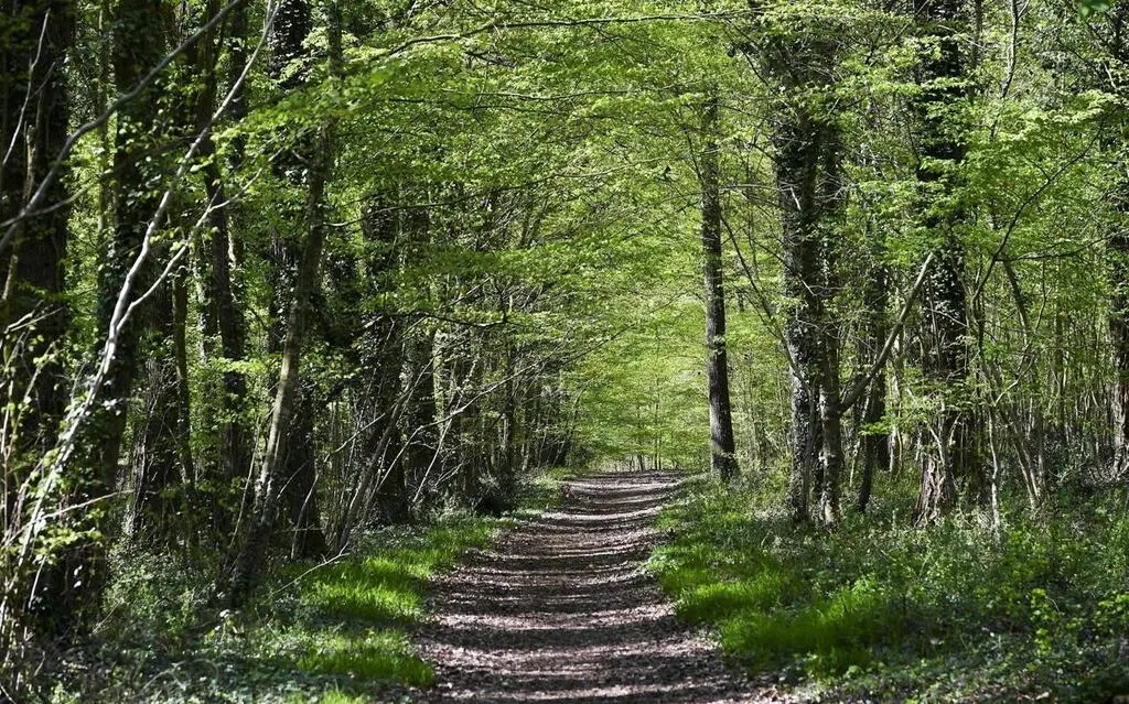 Une randonnée à la tombée de la nuit dans la forêt de Brette-les-Pins ...