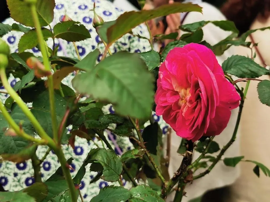 Pour ses 30 ans, la fête des jardiniers du Lude s’offre une rose ...