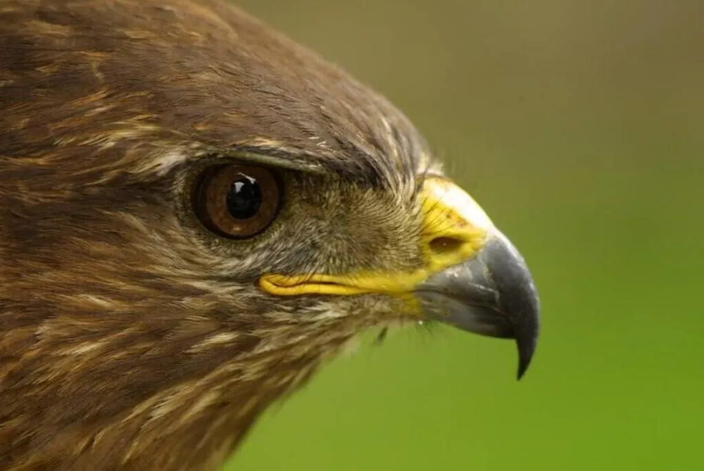 TÉMOIGNAGE. « Il m’a rasé la tête à toute vitesse » : en Bretagne, un ...