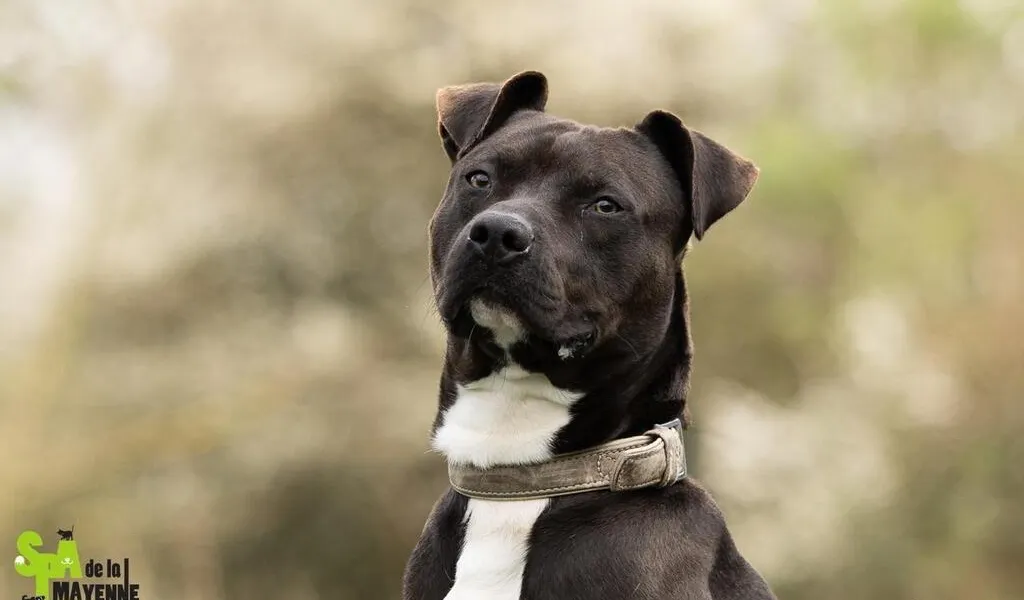 À Laval, qui veut adopter le chien Bruce ? - Laval.maville.com