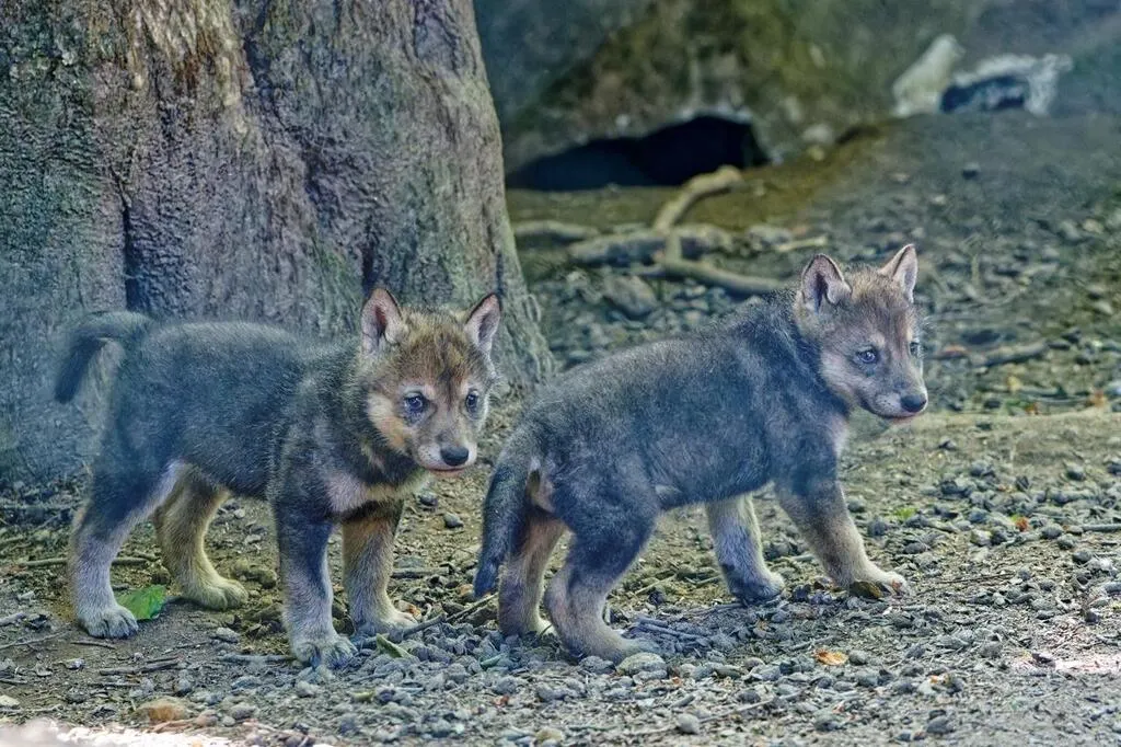 Deux louveteaux ont vu le jour aux Terres de Nataé à Pont-Scorff ...