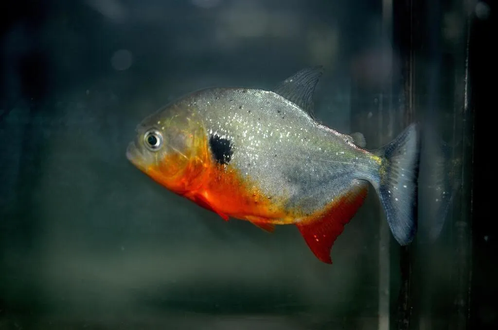 Une nouvelle espèce de poisson baptisée « Sauron » a été découverte en ...