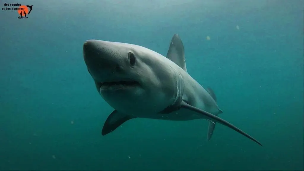 Requins-taupes sur la côte de Granit rose : pourquoi n’y a-t-il que des ...