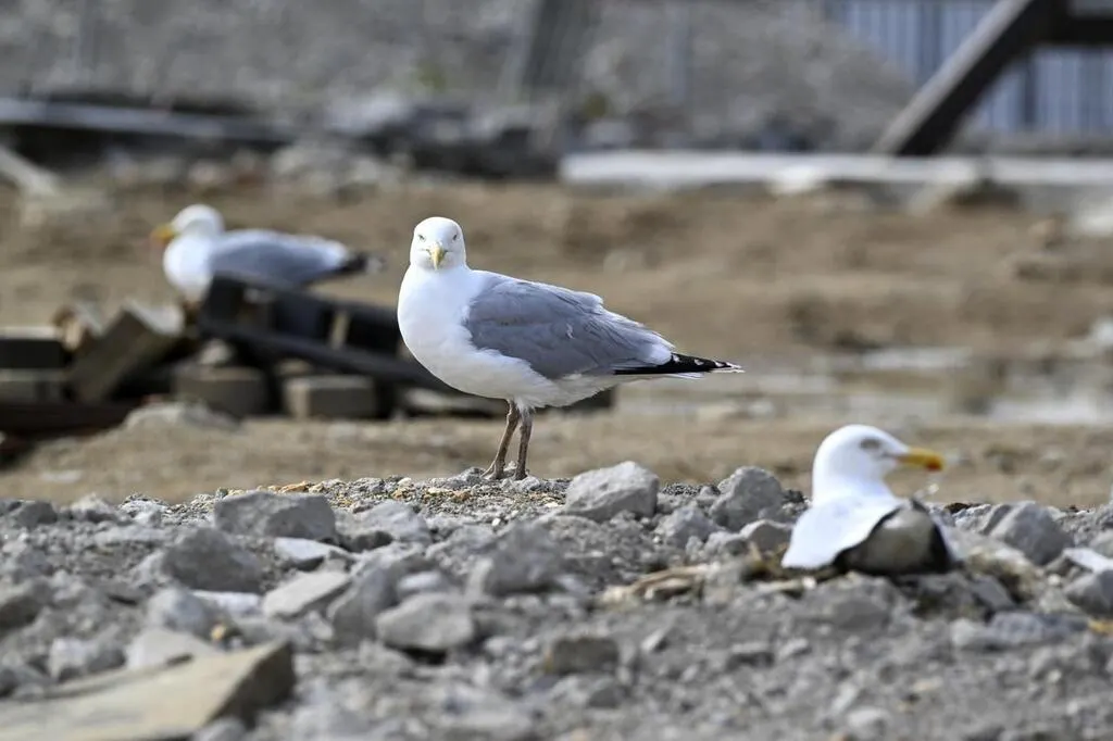 La colonie de goélands de Lorient se remplume - Saint-Brieuc.maville.com