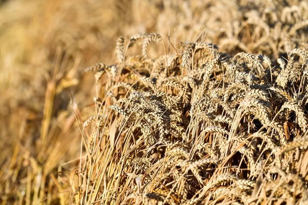 Indignation en Italie : happé par une machine, il meurt après avoir été ...