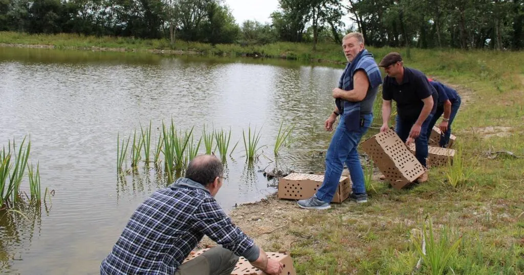 Plouharnel. L’étang du Varquez devient une zone humide - Pontivy ...