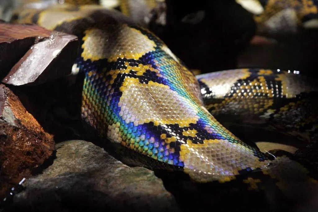 « Une naissance miraculeuse » : un boa met au monde 14 bébés serpents ...