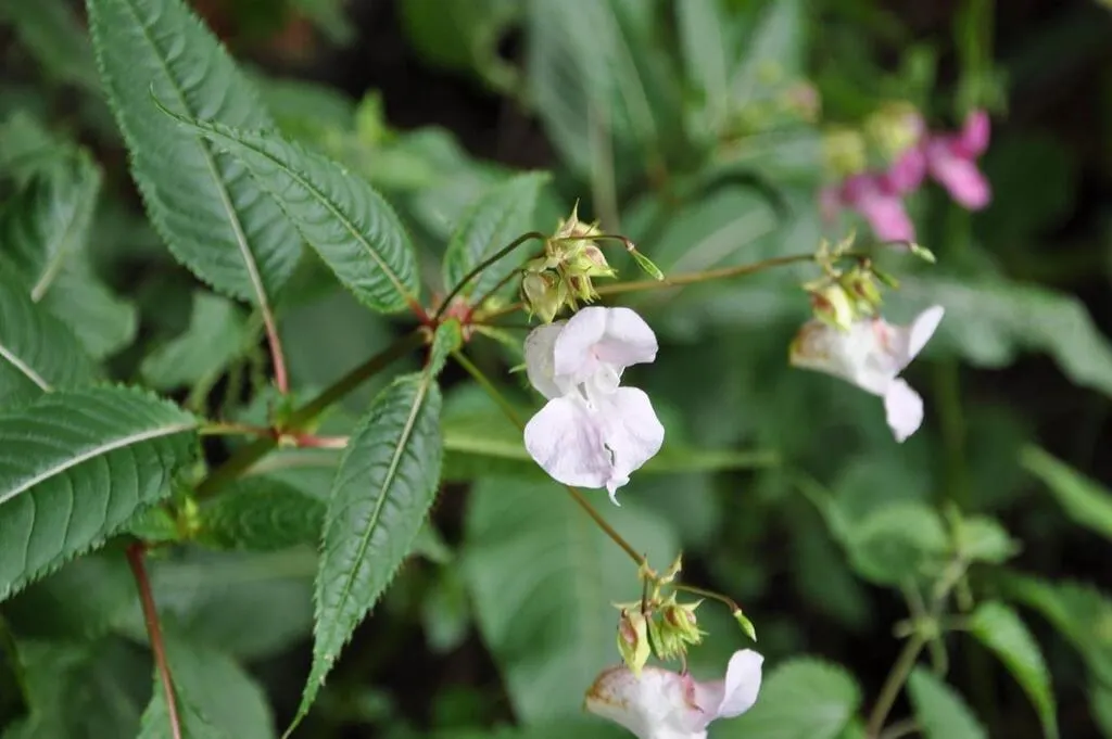 Près de Guingamp, un appel lancé pour arracher les plantes invasives ...