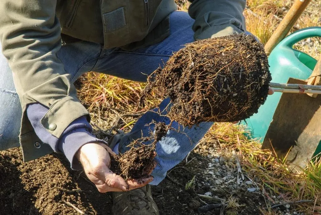 Comment planter un arbre dans son jardin et en prendre soin : huit ...
