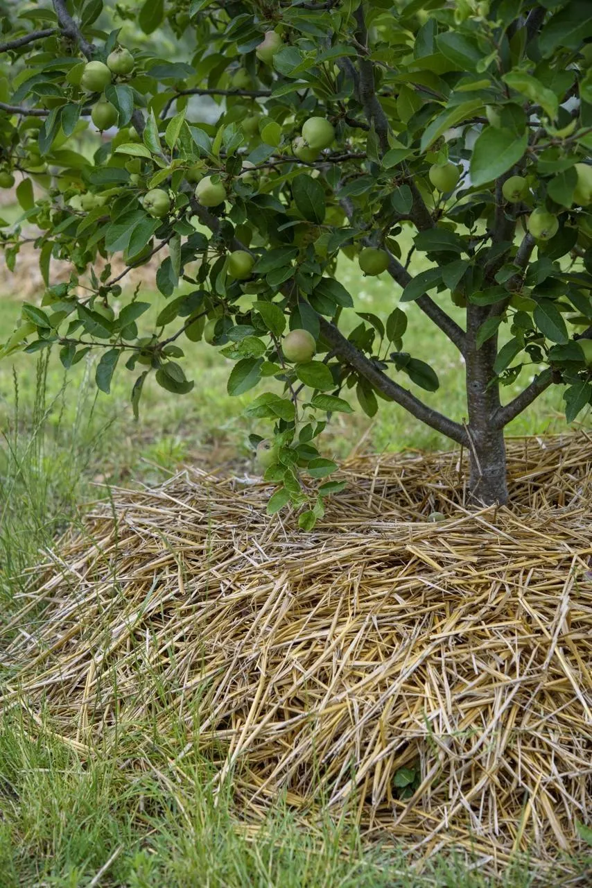 Comment planter un arbre dans son jardin et en prendre soin : huit ...