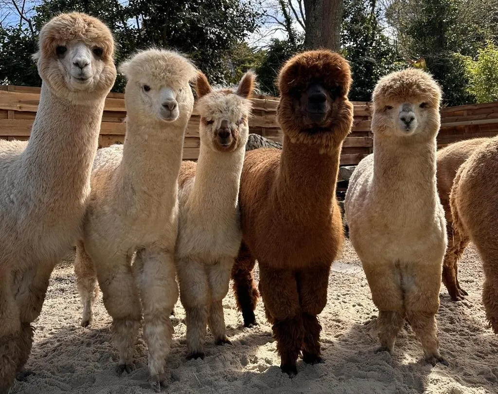 Près de Vannes, Humpaga, une ferme pédagogique avec des alpagas, ouvre ...
