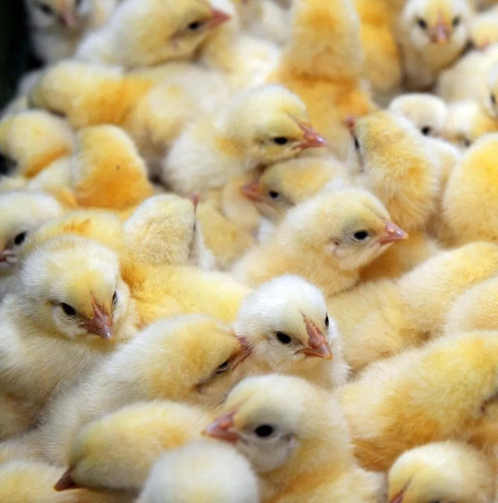Le Couvoir Hubert, maternité du poulet fermier qui livre 12 millions de ...