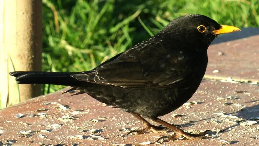 Biodiversité en pays d’Auray. Connaissez-vous vraiment le merle noir ...