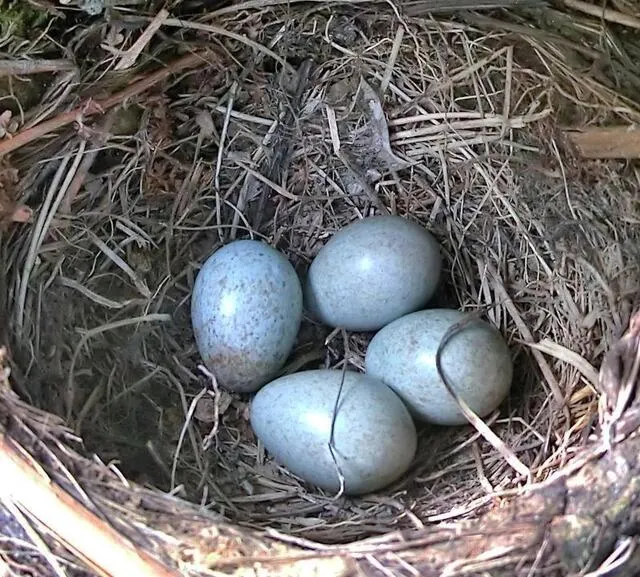 Biodiversité en pays d’Auray. Connaissez-vous vraiment le merle noir ...