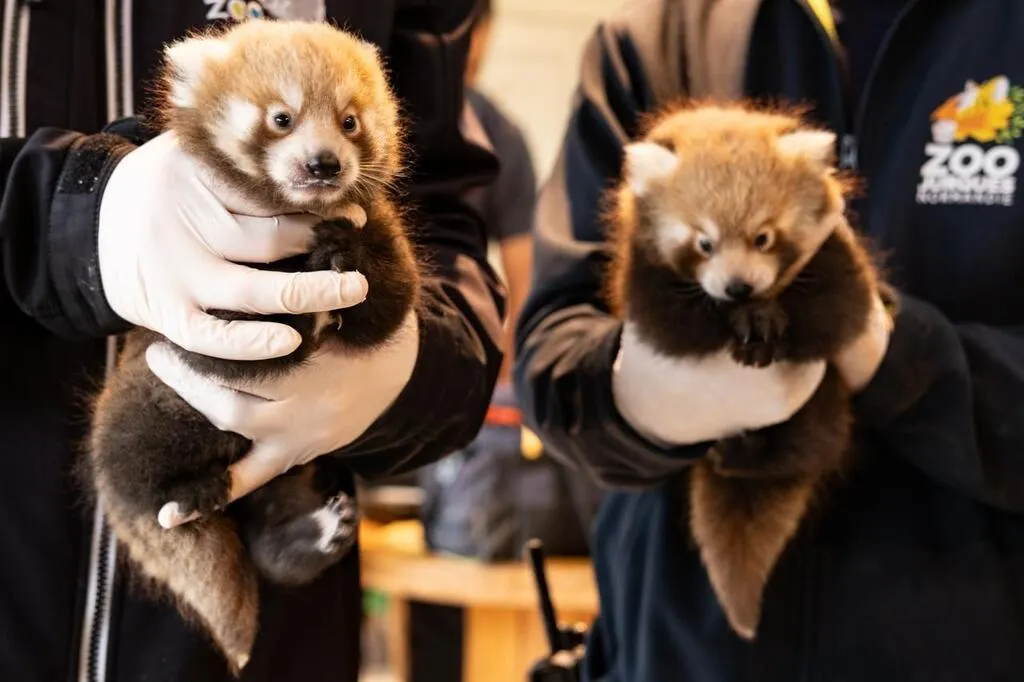 EN IMAGES. Deux pandas roux sont nés au zoo de Jurques : « C’est ...