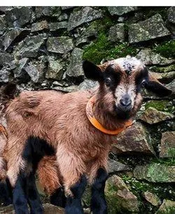 Le Grez. Une journée à la découverte de la vie d’un chevreau - Le Mans ...