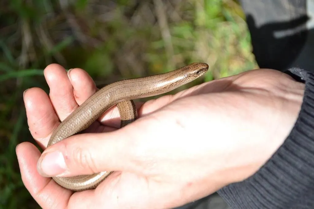 En Mayenne, l’orvet fragile, ce lézard que l’on confond souvent avec un ...
