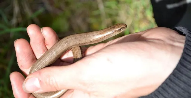 En Mayenne, l’orvet fragile, ce lézard que l’on confond souvent avec un ...