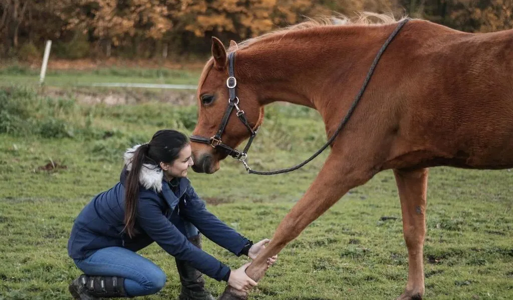 À Nostang, l’ostéopathe animalière Léa Lebled apporte « du confort aux ...