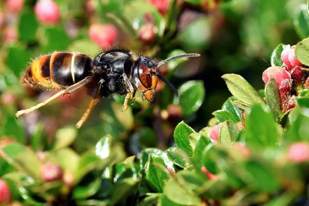Pourquoi il ne faut surtout pas écraser les frelons asiatiques dans ...