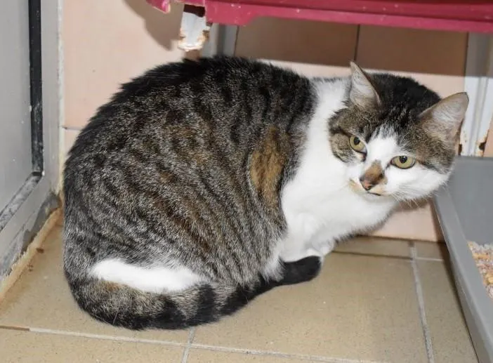 La chatte Tigresse attend ses nouveaux maîtres à la SPAA d’Angers - Angers.maville.com