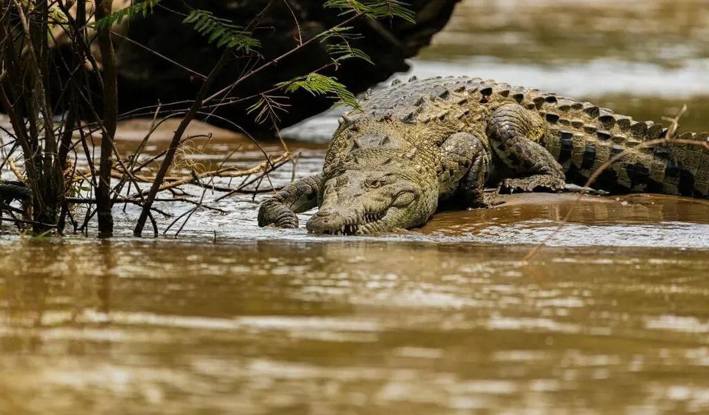 Un Australien tombé à l’eau lâche le bras de sa femme pour la sauver ...