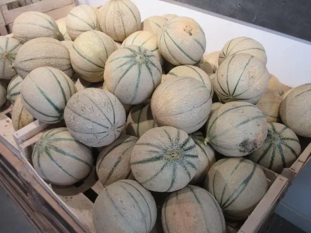 En Vendée, le melon du Marais poitevin prisé des visiteurs des Jeux ...