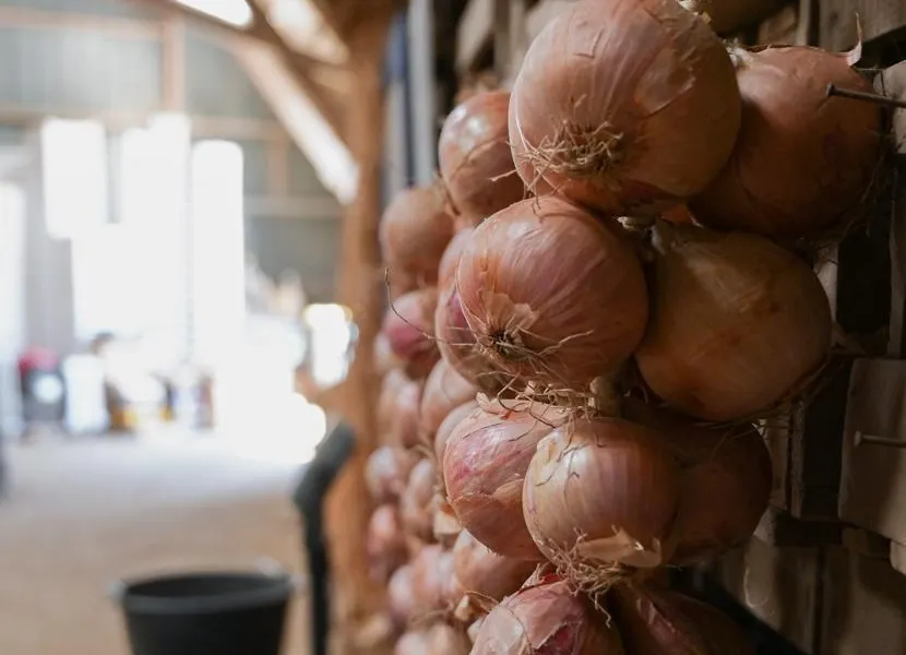 REPORTAGE. Une « histoire familiale »: sur les traces de l’oignon rose ...