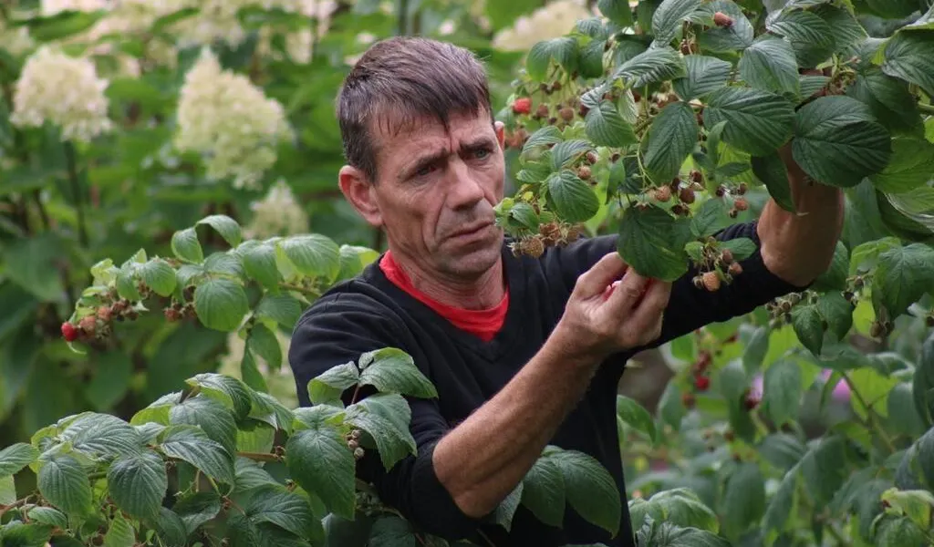 Le plus beau de France, le potager Colbert se visite à Maulévrier - La ...