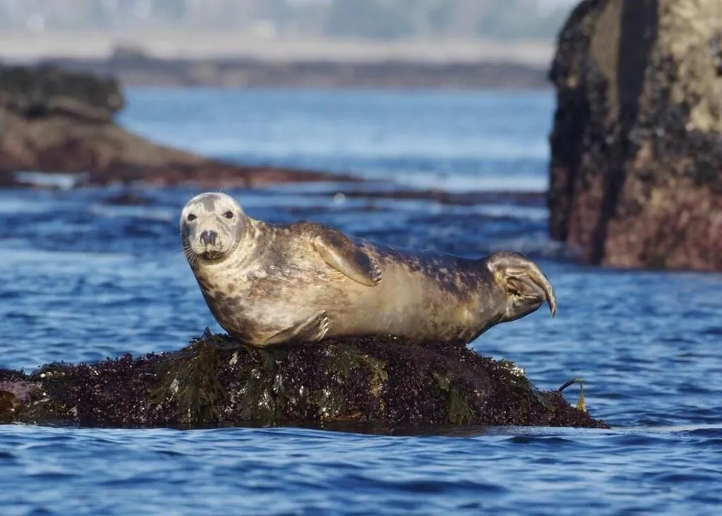 « Certains font des selfies avec » : dans le Finistère, apprendre à ne ...