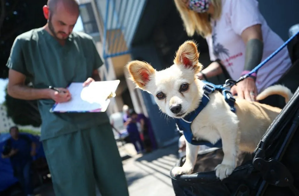 Violences sur les animaux et sur les personnes : aux États-Unis, les ...