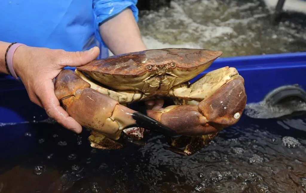 Pourquoi les tourteaux disparaissent alors que les araignées de mer se ...
