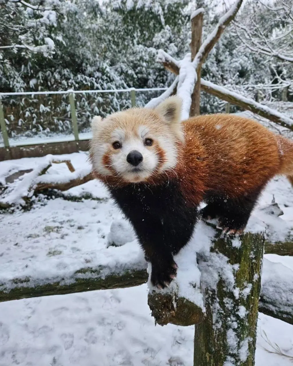 « Elle laisse un grand vide » : « Lyra », panda roux emblématique du ...
