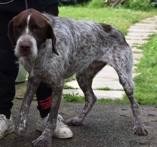 Billy attend ses nouveaux maîtres à la SPAA d’Angers - Angers.maville.com