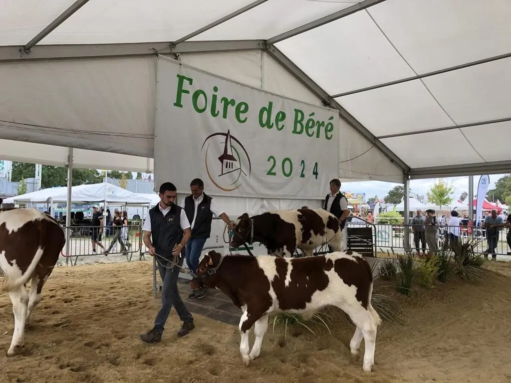 Foire de Béré : les éleveurs privés de leurs concours à cause des ...