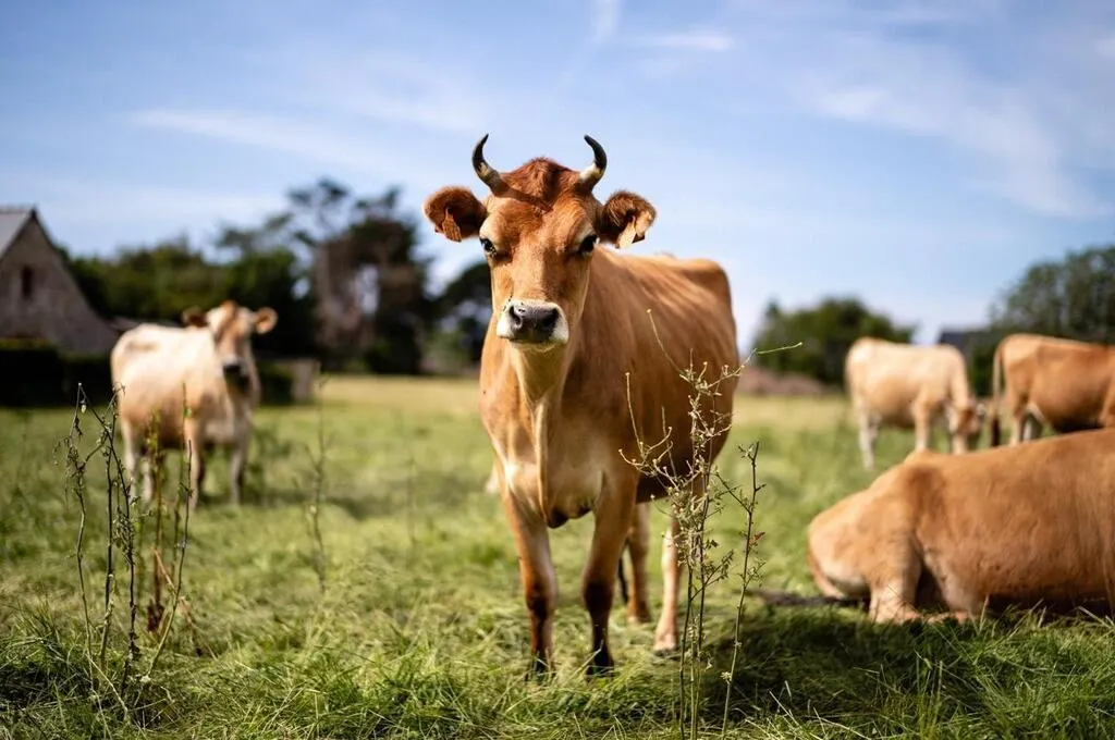 REPORTAGE. Du champ à la glace : l’histoire de cette agricultrice et de ...