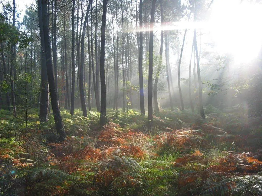 Le compost humain, ce procédé qui rend la mort plus écolo, pourrait-il ...